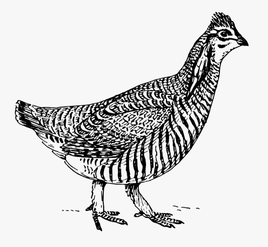 Prairie Chicken - Prairie Chicken Black And White , Free Transparent ...