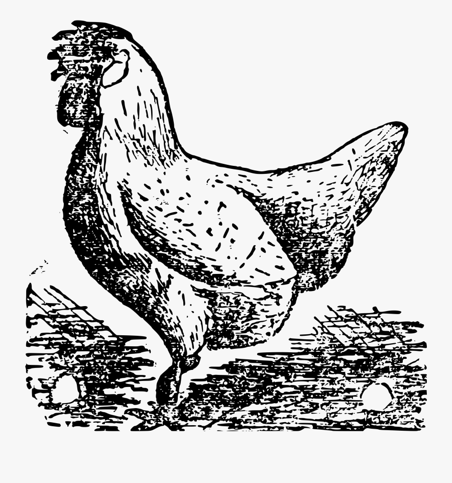 Iâr - Chicken - Portable Network Graphics , Free Transparent Clipart ... Iâr - Chicken - Portable Network Graphics , Free Transparent Clipart ...