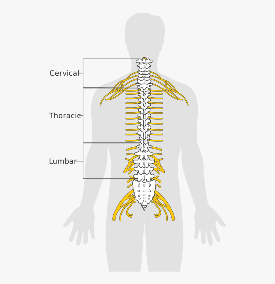 Clip Art Of The Spinal Cord - Spinal Cord Example , Free Transparent ...
