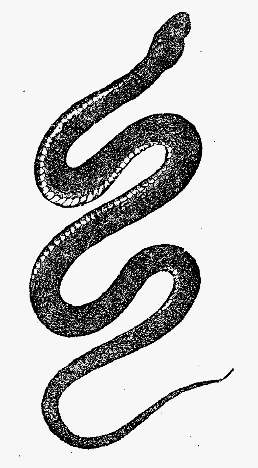 Transparent Snake Art Png - Vintage Snake Png , Free Transparent ...