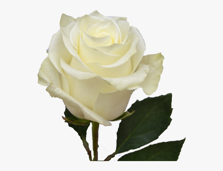 Clip Art - White Roses , Free Transparent Clipart - ClipartKey