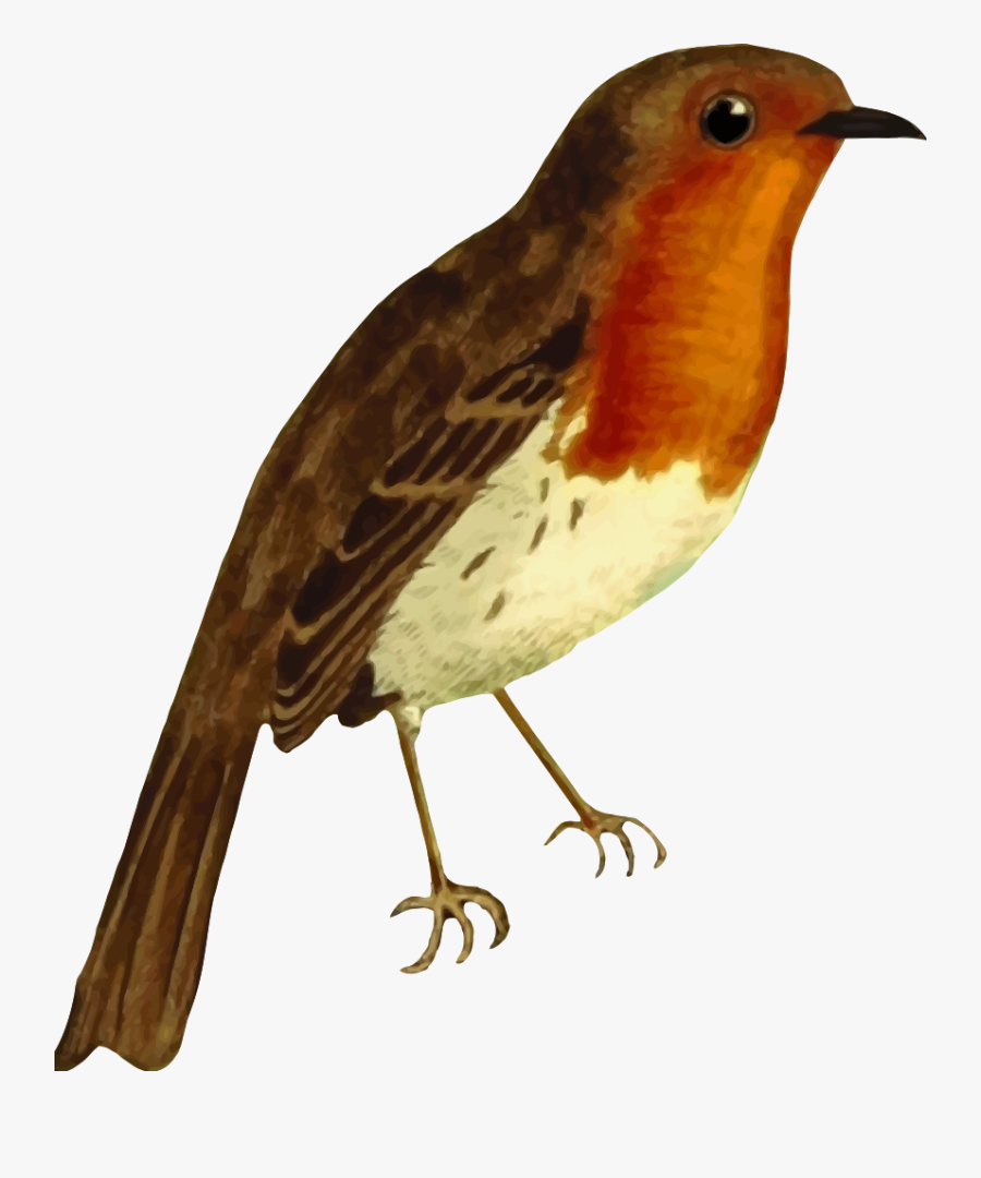 European Robin - Robin Red Breast Clipart , Free Transparent Clipart ...