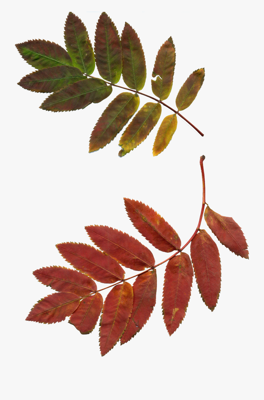 Leaves, Autumn Leaves, Rowan, Clipart, Nature, Plant - Autumn Rowan ...