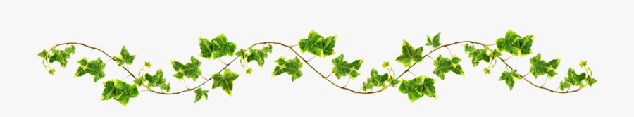 Vine With Maple Like Leaves Drawing - Vine Png , Free Transparent ...