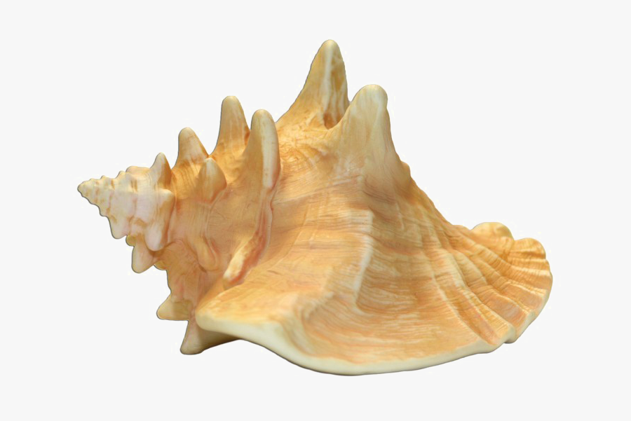 Conch Shell Transparent Image - Conch Shell Png , Free Transparent ...