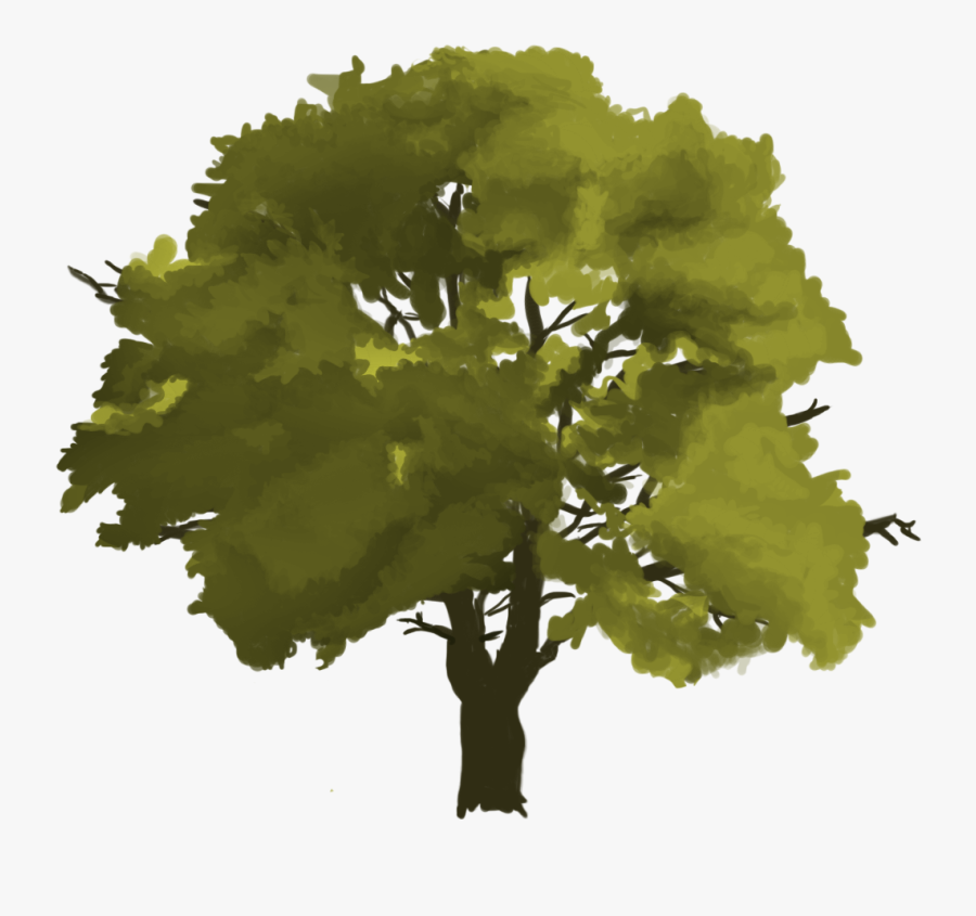 Plane-tree Family , Free Transparent Clipart - ClipartKey