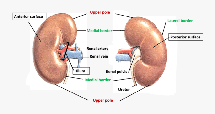 Anterior Surface Of Kidney - Anterior And Posterior Surface Of Kidney ...