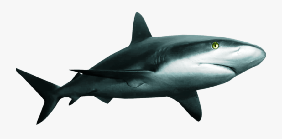 Great White Shark Clipart , Png Download - Shark , Free Transparent ...