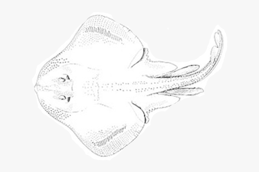 Electric Ray , Free Transparent Clipart - ClipartKey