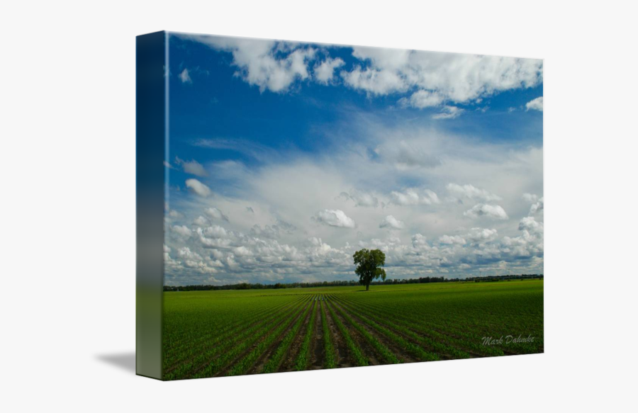 Cornfield Drawing Prairie - Field , Free Transparent Clipart - ClipartKey