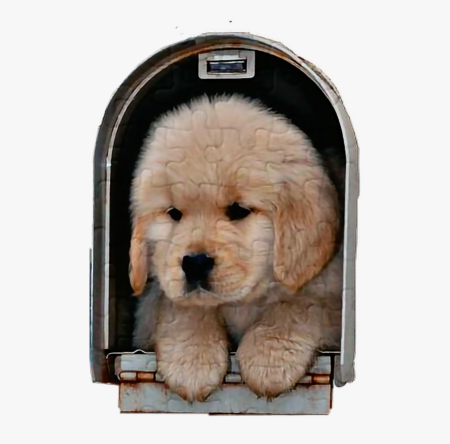#mailbox #mail #delivery #puppy #dog #pet #cute #animal - Labradoodle ...