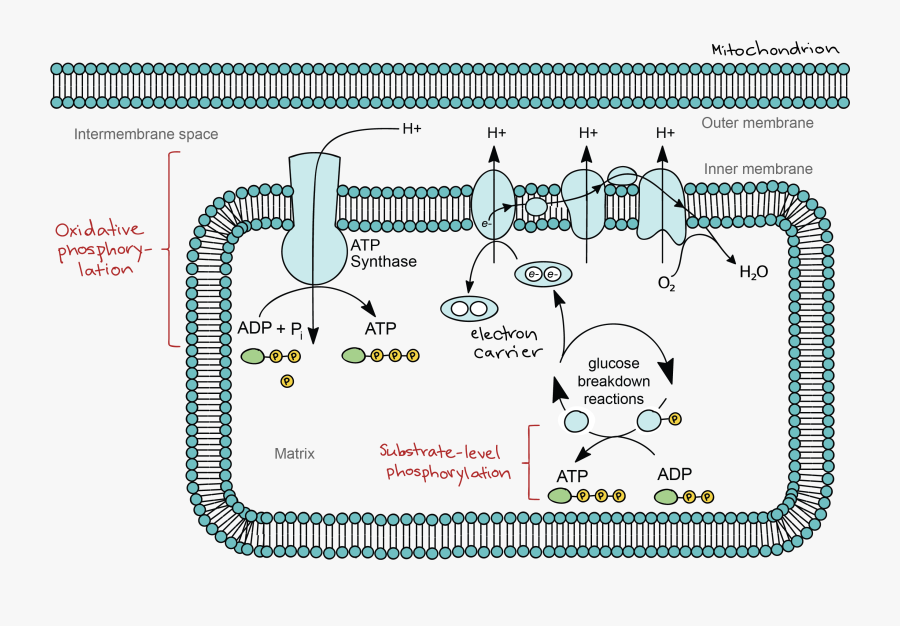 Electron Transport Chain Location , Free Transparent Clipart - ClipartKey