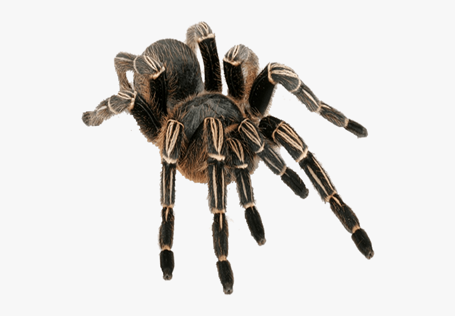 Zebra Tarantula - Beware Of The Tarantula Sign , Free Transparent ...