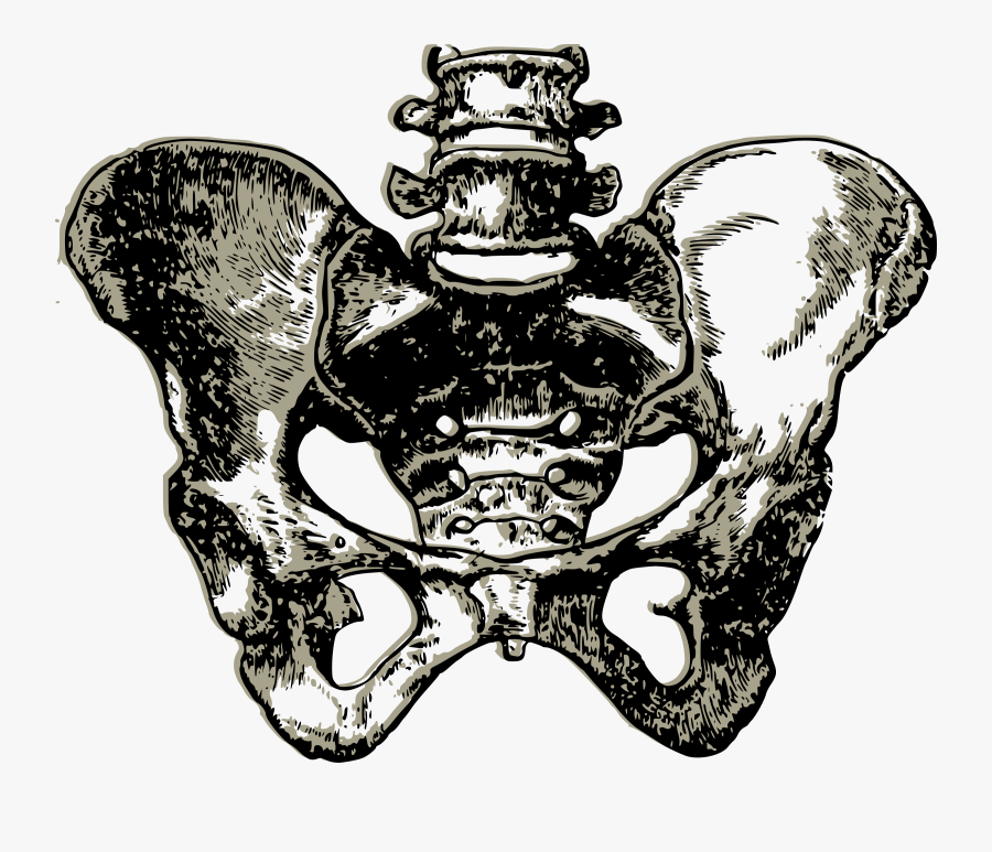 Transparent Bone Clipart - Hip Bone Clipart , Free Transparent Clipart ...
