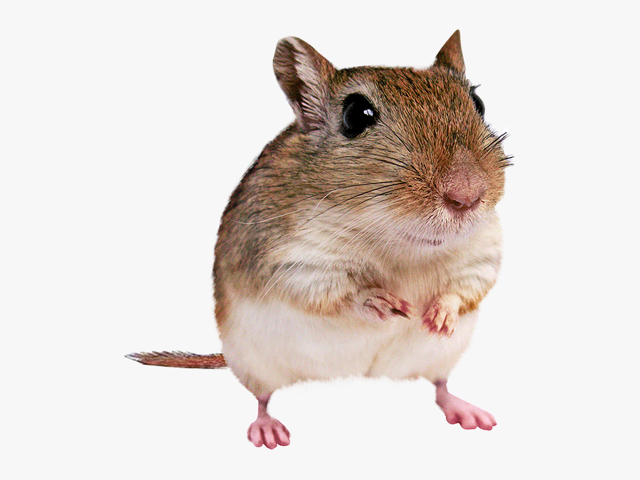 Mouse , Free Transparent Clipart - ClipartKey