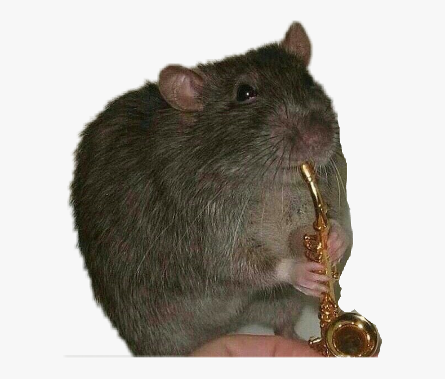#mouse #instrument #musicalinstrument #clarinet #trumpet - Maxmoefoe ...