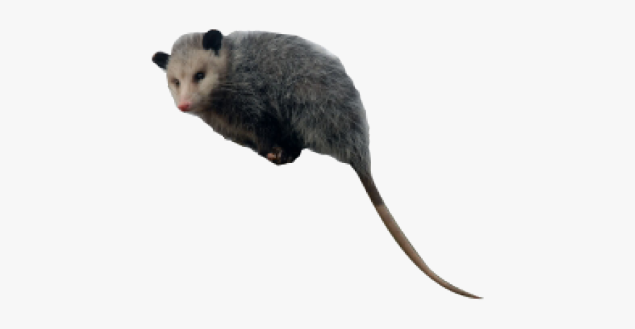 Transparent Possum , Free Transparent Clipart - ClipartKey
