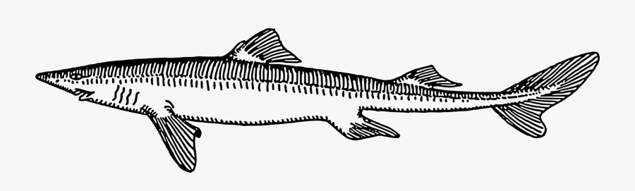 Line Art,shark,cartilaginous Fish - Dogfish Black And White , Free ...