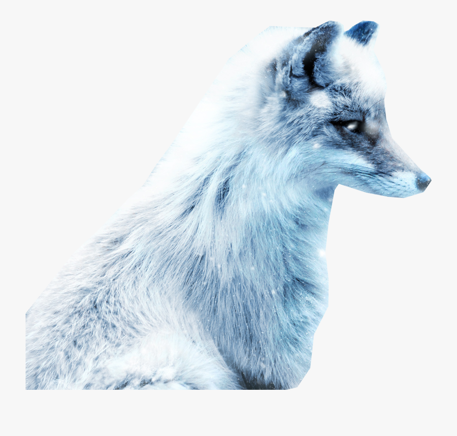 Arctic Snow Fox Png Image - Snow Fox , Free Transparent Clipart ...