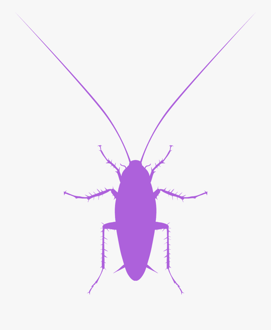 Cockroach Vector Png , Free Transparent Clipart - ClipartKey