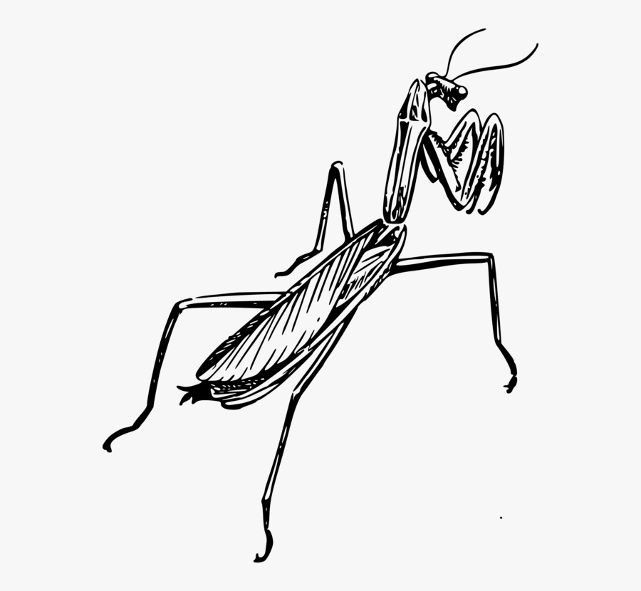 Clip Art Praying Mantis Clip Art - Mantis Black And White Clipart ...
