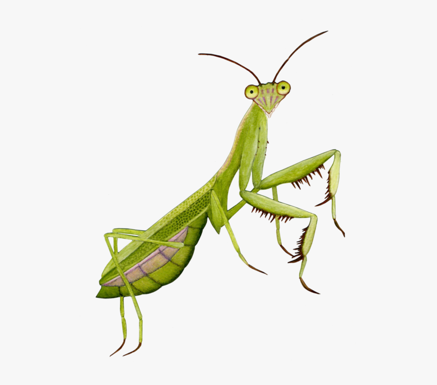 Transparent Free Praying Mantis Clipart - Praying Mantis Transparent ...