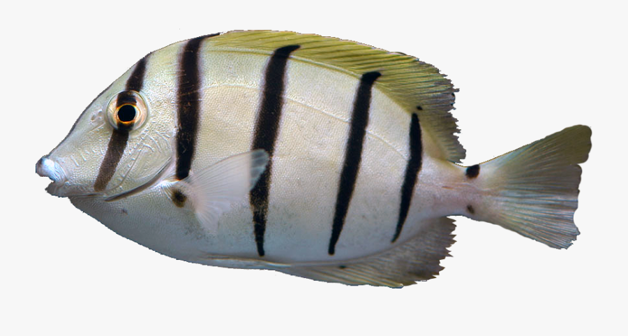 Transparent Tang Png - Convict Tang , Free Transparent Clipart - ClipartKey