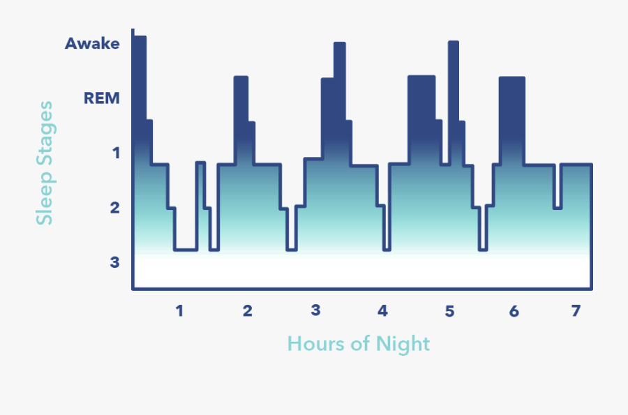 Sleep Stages Order , Free Transparent Clipart - ClipartKey