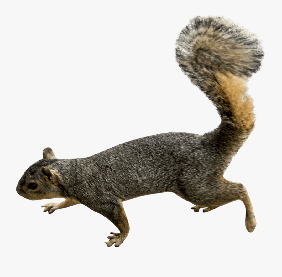 Squirrel Transparent Background , Free Transparent Clipart - ClipartKey
