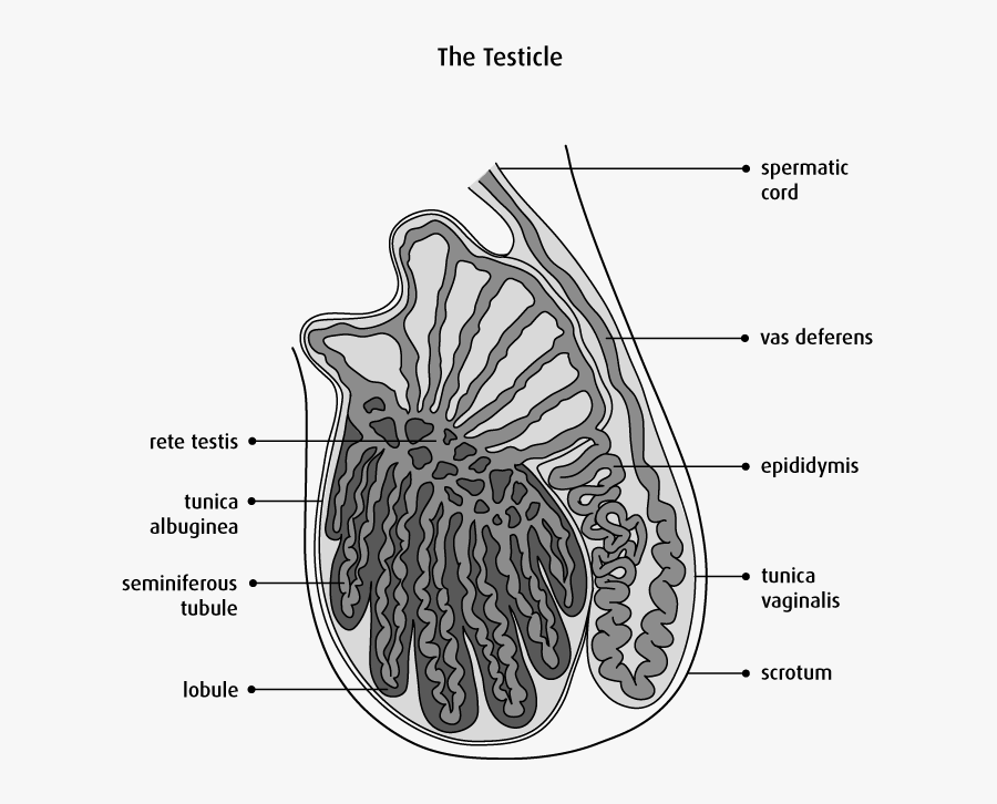 Clip Art Man Testis Image - Structure Du Testicule Schema , Free ...