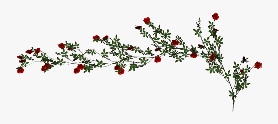 Transparent Rose Vine Clipart - Rose Vine Transparent Background , Free ...