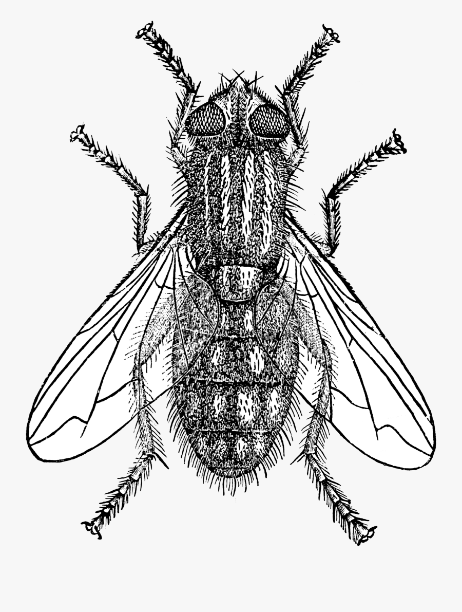 Fly Illustration , Free Transparent Clipart - ClipartKey