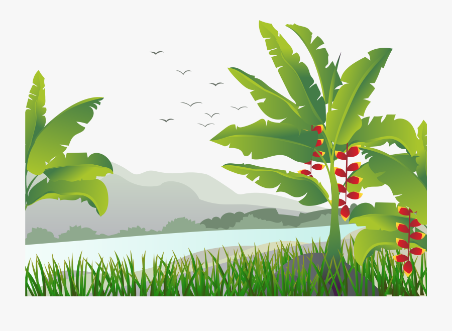 Banana Tree Vector Png , Free Transparent Clipart - ClipartKey