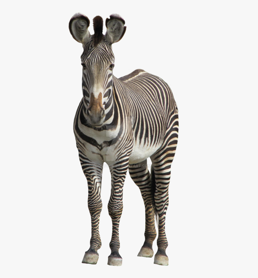 Zebra Transparent , Free Transparent Clipart - ClipartKey