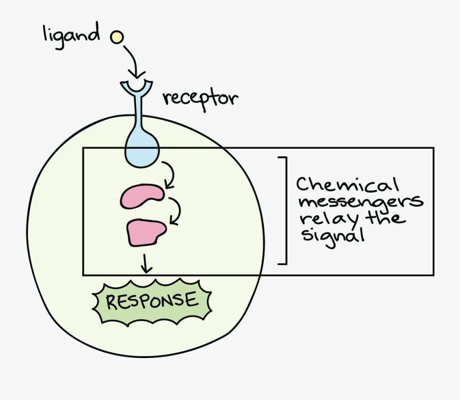 Cell Signalling Cover , Free Transparent Clipart - ClipartKey
