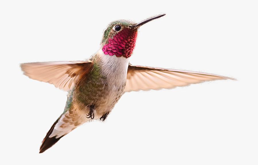 28 Collection Of Hummingbird Clipart Transparent - Anna's Hummingbird ...