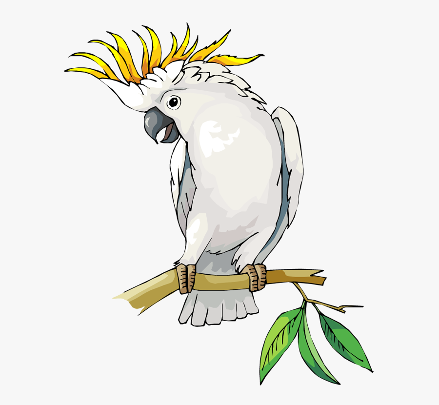 Cockatoo Bird Clip Art , Free Transparent Clipart - ClipartKey