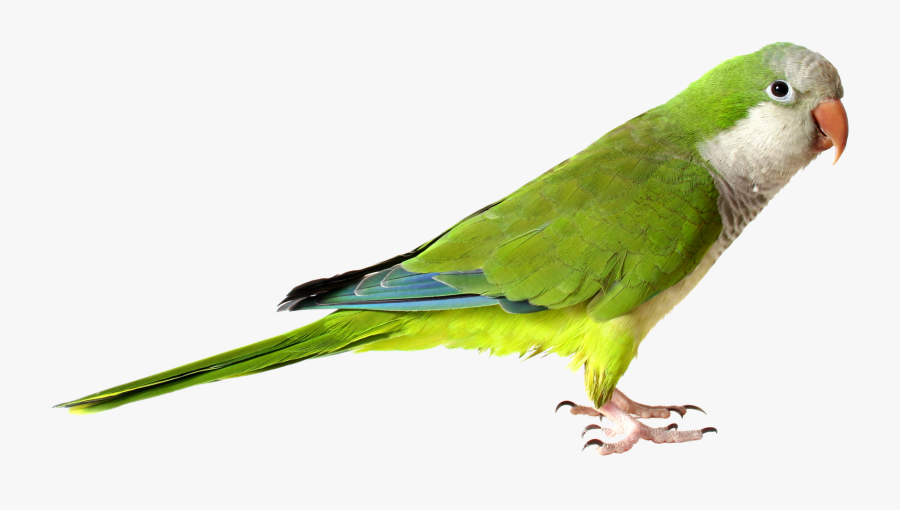 Royaltyfree Rf Parrot Clipart Illustrations Vector,free - Quaker Parrot ...