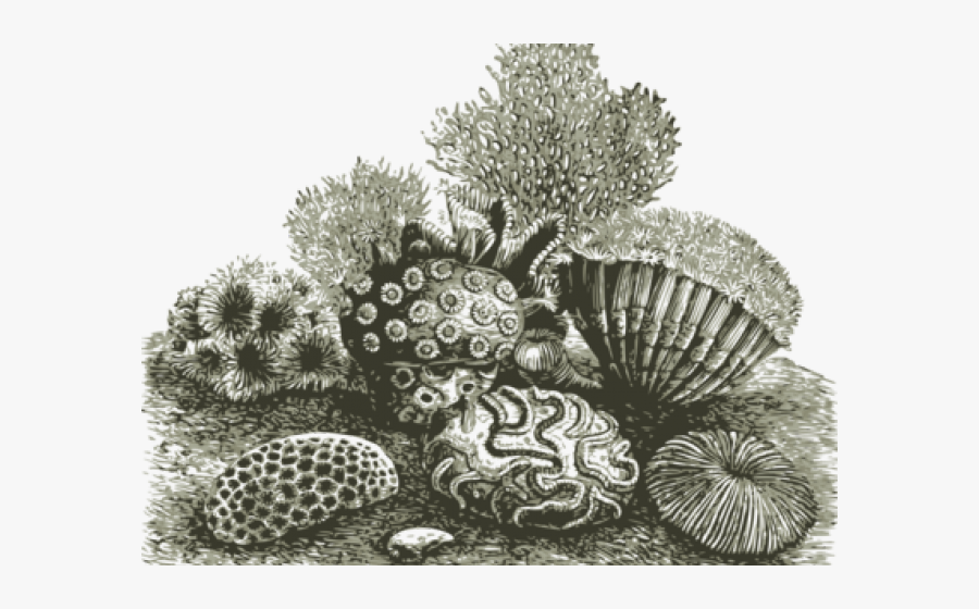 Transparent Coral Reef Clipart Png - Detailed Drawing Of Coral , Free ...