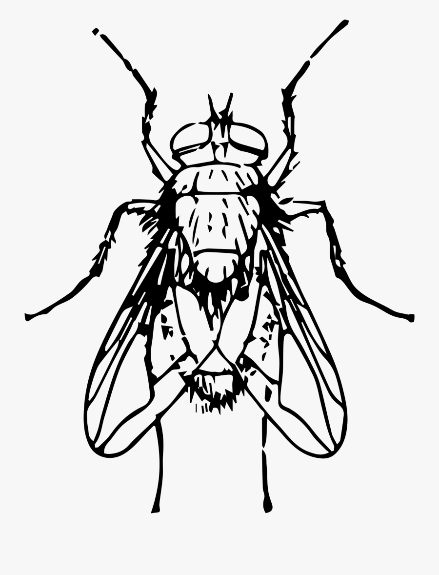 Blow Fly Clip Art , Free Transparent Clipart - ClipartKey