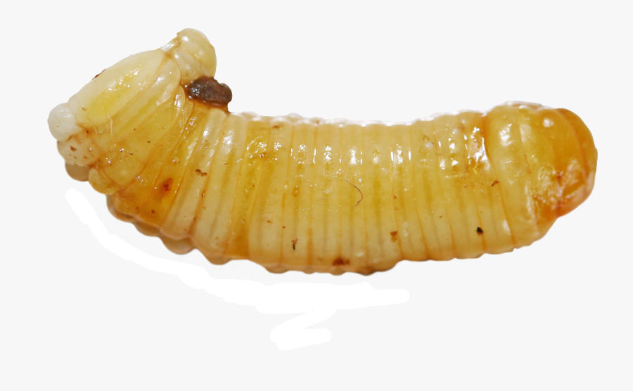 Maggot Png , Free Transparent Clipart - ClipartKey