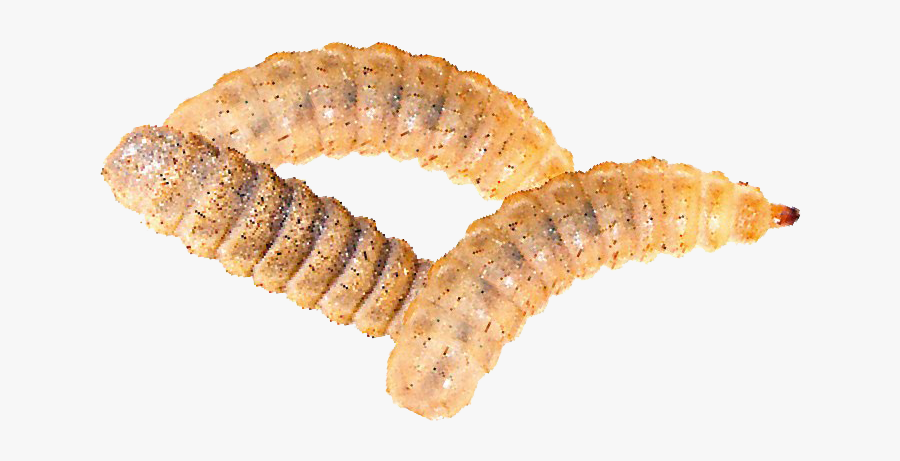 Maggot Png File - Maggot Png , Free Transparent Clipart - ClipartKey
