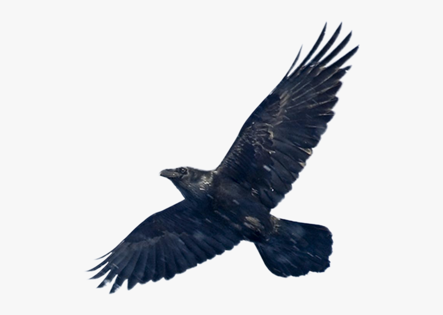 Santa Barbara Birds , Free Transparent Clipart - ClipartKey