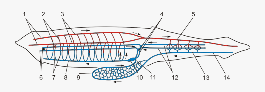 Lancelet"s Circulatory System Scheme - Blood Vascular System Of ...