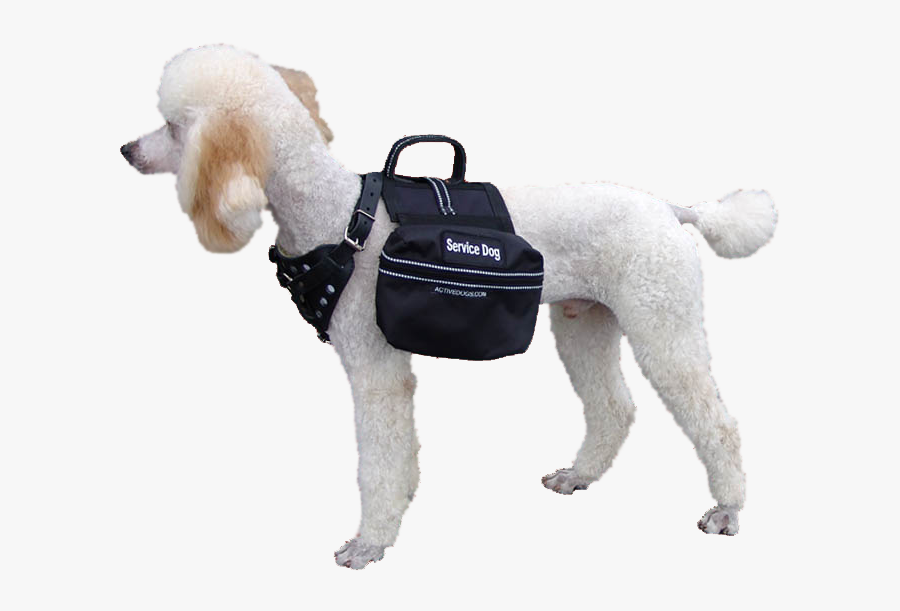 Service Dog Png - Companion Dog , Free Transparent Clipart - ClipartKey