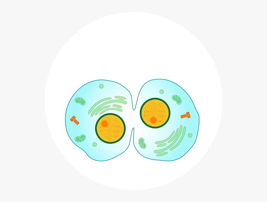 Clip Art Animal Cell - Mitosis Png , Free Transparent Clipart - ClipartKey