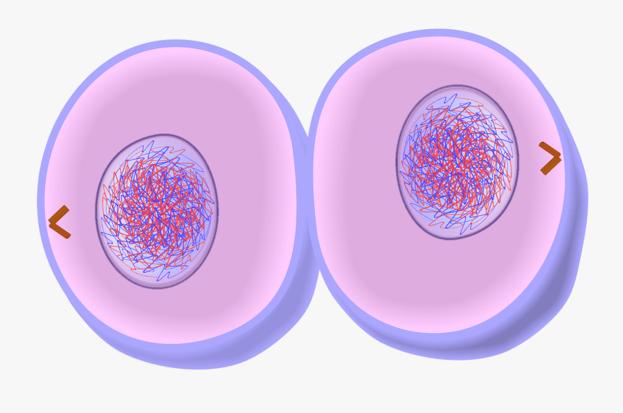 Mitosis And Cytokinesis Transparent , Free Transparent Clipart - ClipartKey