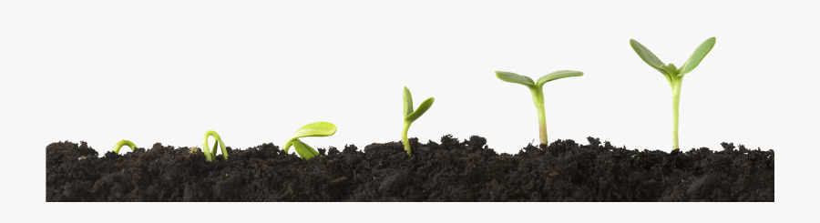 Transparent Growing Plant Clipart - Plant Growing , Free Transparent ...