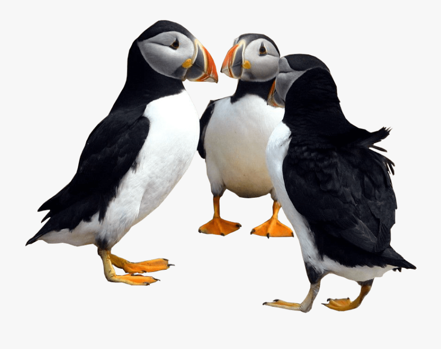 Transparent Puffin Png - 3 Puffins , Free Transparent Clipart - ClipartKey