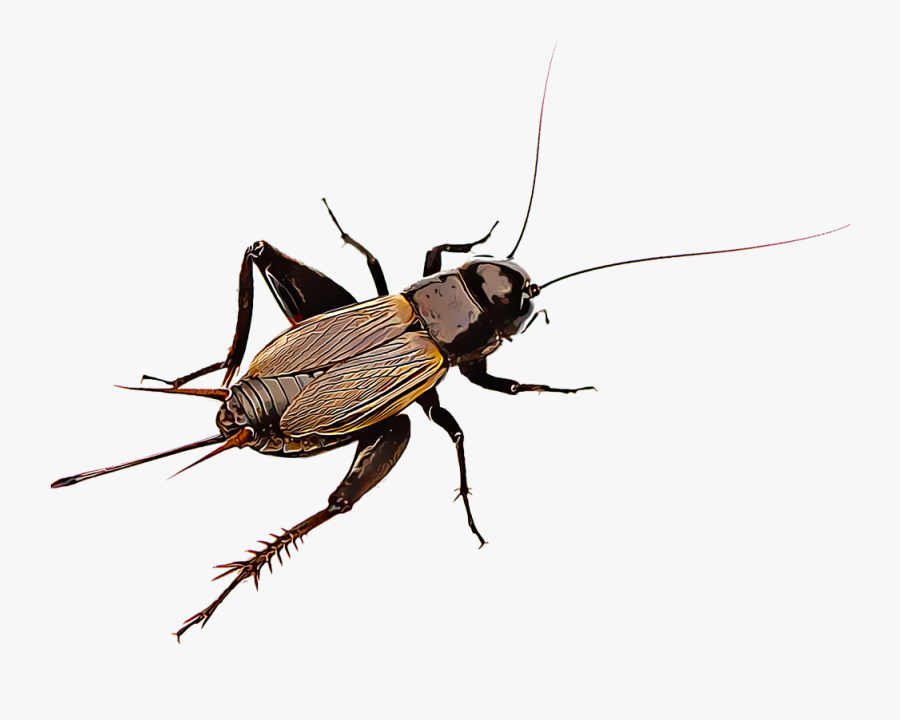 Cricket Insect Png - Cricket Insect Anatomy Face , Free Transparent ...